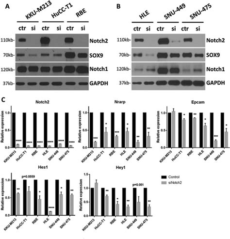 Notch2 Controls Hepatocyte Derived Cholangiocarcinoma Formation In Mice