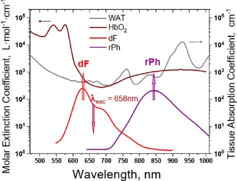 Molar Extinction Coefficient For Different Breast Tissue Components As Download Scientific