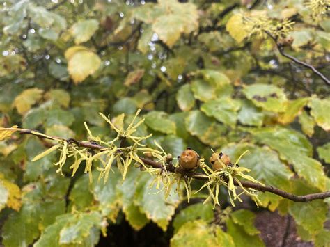 Nature Matters The HazelsWitch Hazel And American Hazelnut TBR News Media
