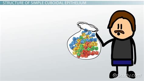 Simple Cuboidal Epithelium Function And Location Video And Lesson