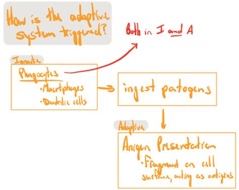 Cell Mediated Immunity Flashcards Quizlet