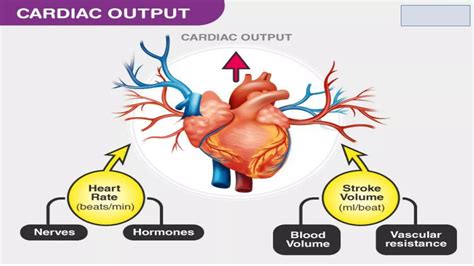 Cardiac Output Pptx