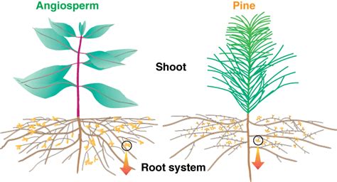 Mycorrhizal Associations Ectomycorrhizas