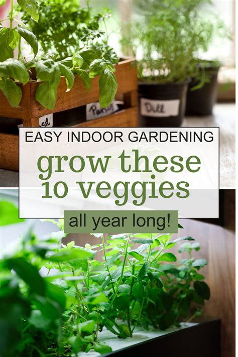 Easiest Indoor Vegetable Gardening What Veggies Can I Start Right Now