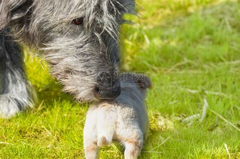 嗅小狗的大狗的鼻子爱尔兰猎狼犬见面大小不一的动物户外选高清图片下载 正版图片505598178 摄图网
