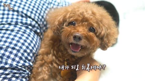 자신을 너무 사랑해주는 사람이 강아지를 안아줬더니 귀여운 반응 YouTube