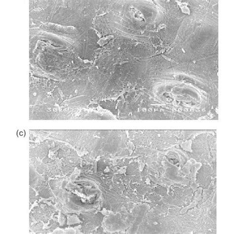 Scan Electron Microscope Of Styrene Grafted Into Ptfe Membrane 35 Download Scientific