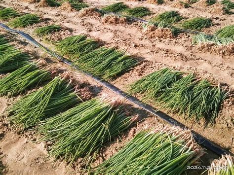 ရေနံချောင်းမြို့နယ်၌ ဆောင်းသီးနှံ ကြက်သွန်၊ ဟင်းသီးဟင်းရွက်နှင့် ငရုပ်သီးနှံများ စတင်စိုက်ပျိုး