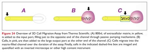Cell Migration Probing Cell Movement With Smarter Tools Drug