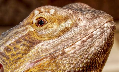 Bearded Dragon Sunken Eyes Symptoms Causes Treatment Reptile Craze