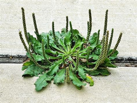 Broadleaf Plantain Grass Free Photo On Pixabay Pixabay