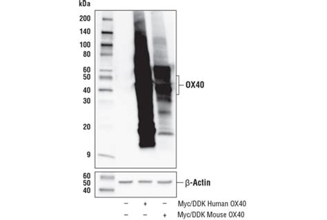 Human T Cell Co Inhibitory And Co Stimulatory Receptor Ihc Antibody Sampler Kit Cell Signaling