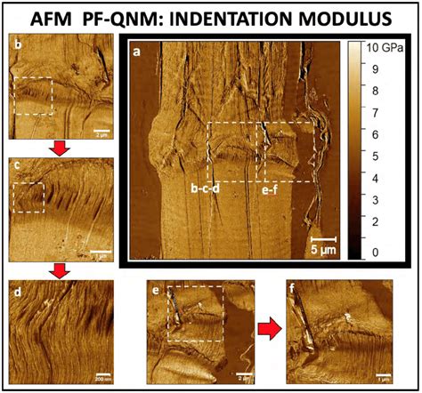 Indentation Modulus Of Several Areas At Different Scales Of The Flax Download Scientific