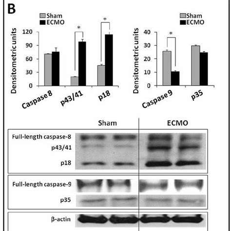 Ecmo Activates The Extrinsic Pathway Of Apoptosis In Intestinal