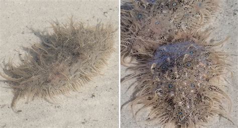 Toxic Sea Creatures Joined In A Line On Aussie Beach Spark Urgent Warning
