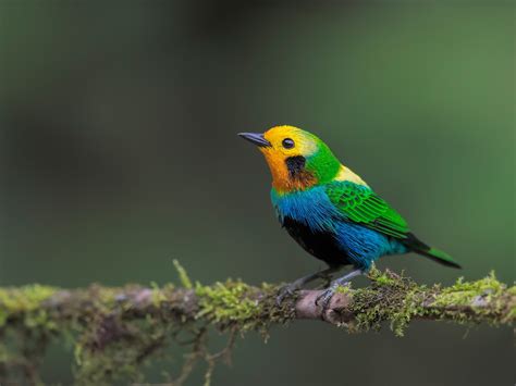 배경 화면 아름다운 새 화려한 깃털 1920x1440 그림 이미지