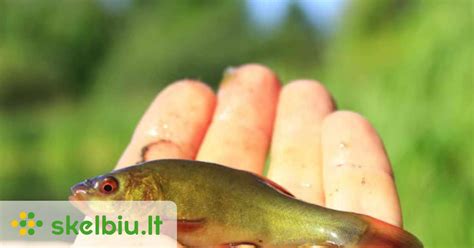 Lynai Lynukai Metinukai Skelbiu Lt