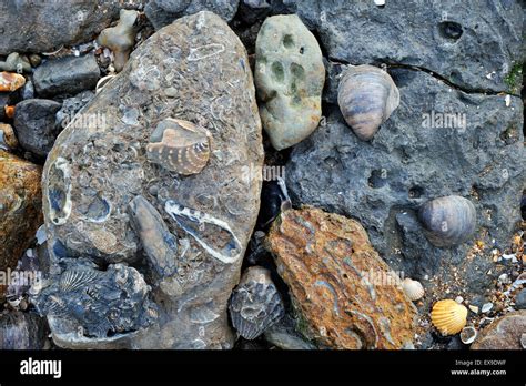 Fossil Shells Of Bivalves From The Cretaceous And Jurassic Period On Beach Of Vaches Noires Near