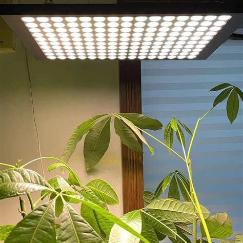 How To Use Led Grow Lights For Indoor Plants