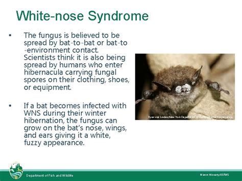 Whitenose Syndrome A Deadly Bat Disease Why Are