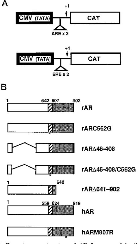 Figure 1 From Interaction Of Androgen Receptors With Androgen Response Element In Intact Cells