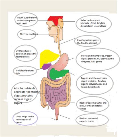 Digestive System Flow Chart Worksheet
