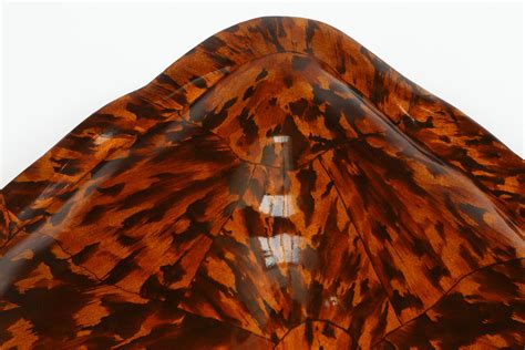 Large Faux Turtle Shell Mounted On Stand At StDibs Turtle Shell On Stand Turtle Shell