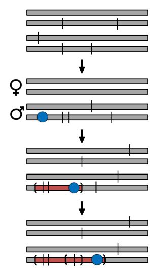 14 Interaction Of Multiple Selected Loci Biology Libretexts