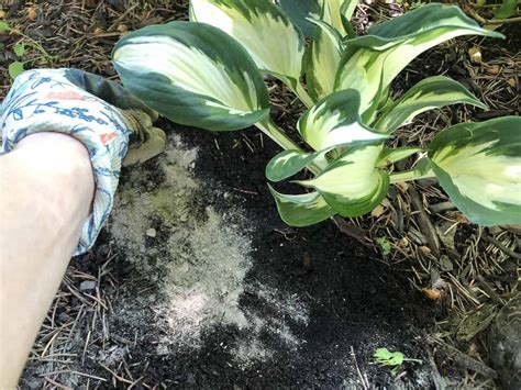 How To Fertilize Hostas Home For The Harvest