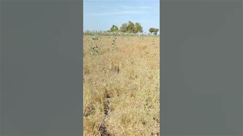 Khedut Mitron Ko Gujarati Video 2025 Youtube