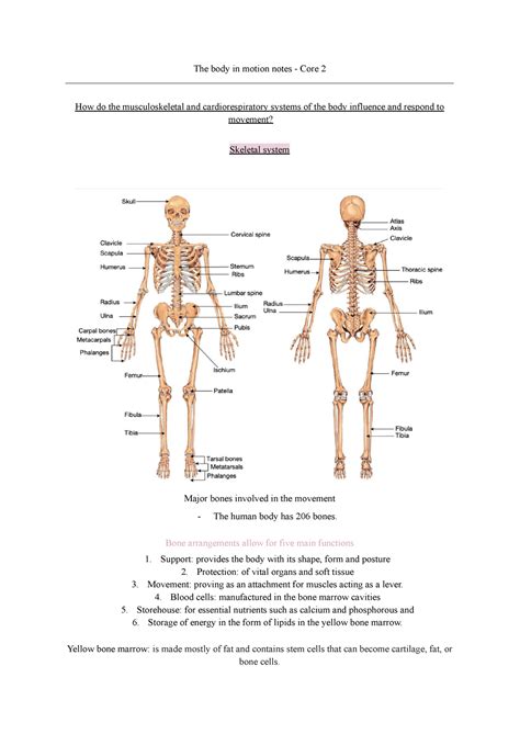 The Body In Motion Notes Core 2 Pdhpe The Body In Motion Notes