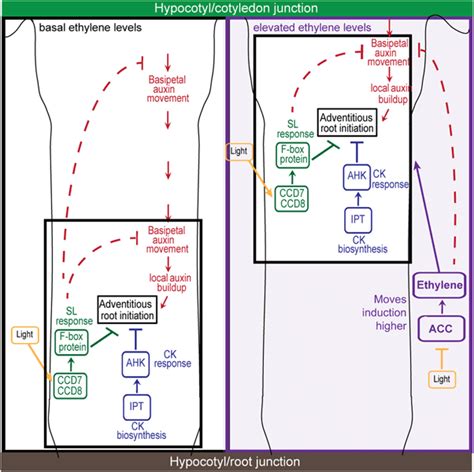 Model Of Adventitious Root Formation In Etiolated Seedlings Built On Download Scientific