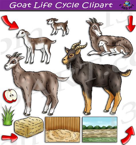 Goat Life Cycle Clipart Set Download Clipart 4 School