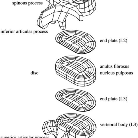 The Finite Element Mesh Of The Lumbar Spinal Motion Segment L2 L3 The Download Scientific