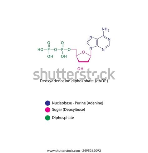 Deoxyadenosine Diphosphate Dadp Skeletal Structure Schematic Stock Vector Royalty Free