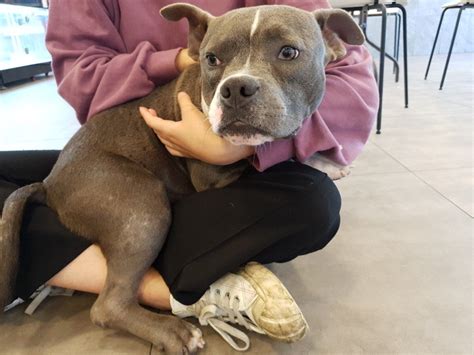 시베리안허스키 비숑분양가 포메 그레이하운드분양 광주애견샵 폼스키 유기견무료입양 위례강아지분양 호동이 강아지입양 고양이입양 도그마루 보호소 펫샵 유기견센터 유기묘