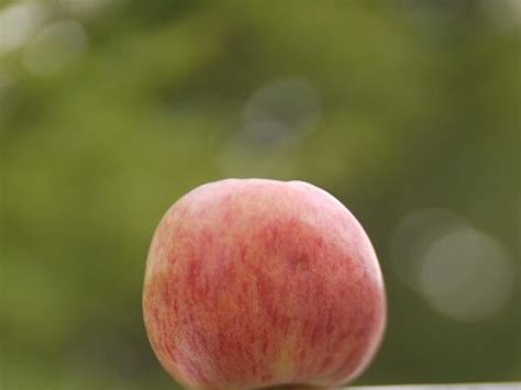 Premium Photo Apple In The Light