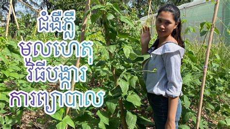 ជំងឺភ្លឺ មូលហេតុ វិធីបង្ការandការព្យាបាល Versicolor Menghorng Youtube
