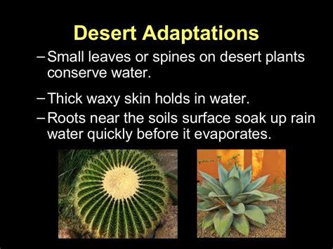 Plant Adaptations