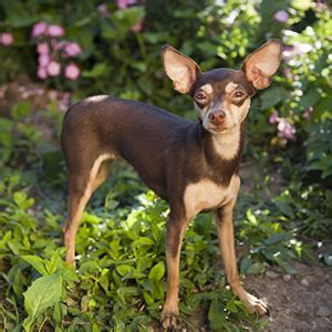Prague Ratter Facts Wisdom Panel™ Dog Breeds