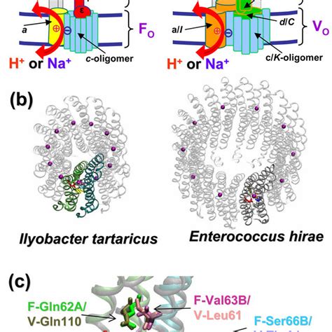 Structure And Evolutionary Relationships Of F Type And Av Type Atpases Download Scientific