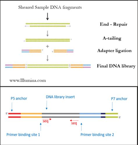 14 Next Generation Sequencing Flashcards Quizlet