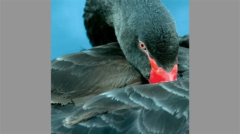 Drug Potency Octet® Bli Ligand Binding Methods