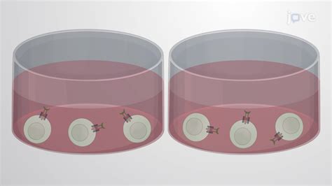 A Fluorescence Based Assay Using Engineered Lymphocytes For Screening Immunomodulatory Compounds