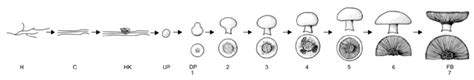 Main Stages In The Development Of A Fruiting Body Fb From Hyphae H