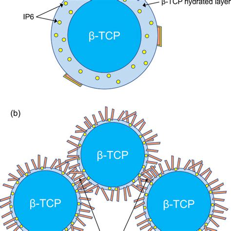 Schematic Diagrams Illustrating A Local Structural Model Of The Download Scientific Diagram