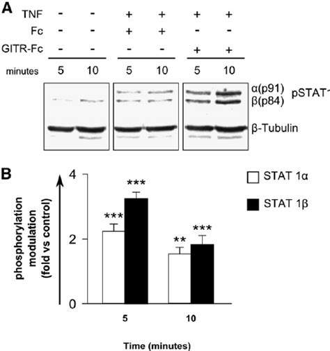 Stat1 Phosphorylation Is Increased By Gitr Fc Treatment Ec Download Scientific Diagram