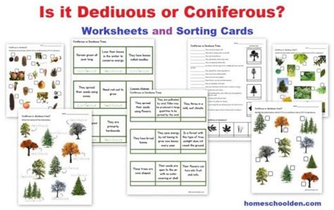 Deciduous Vs Coniferous Trees Packet Homebabe Den