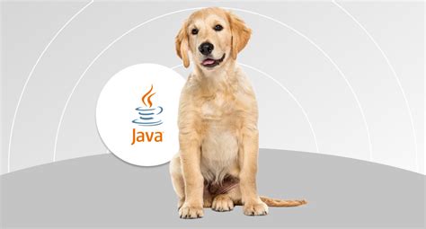 Top 5 Languages To Server Side Scripting In 2023 Qulix