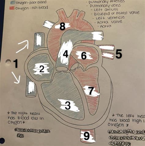 Chapter 10 The Heart Flashcards Quizlet